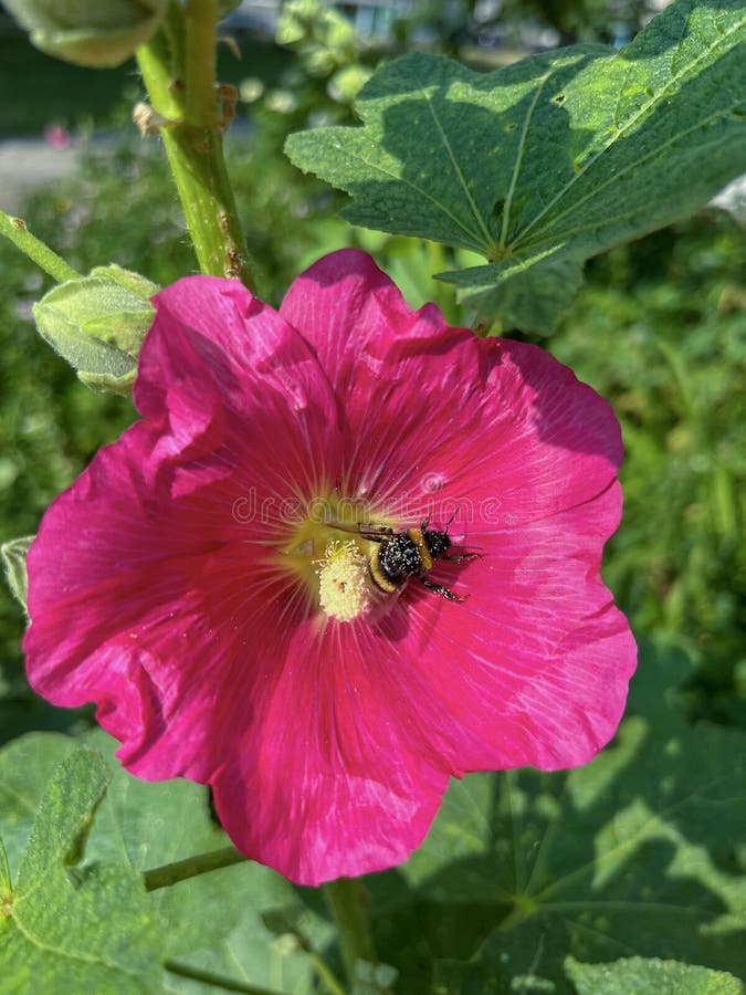 Bumblebee Pollinates Pink Mallow Flower Stock Photo - Image of mallow ...
