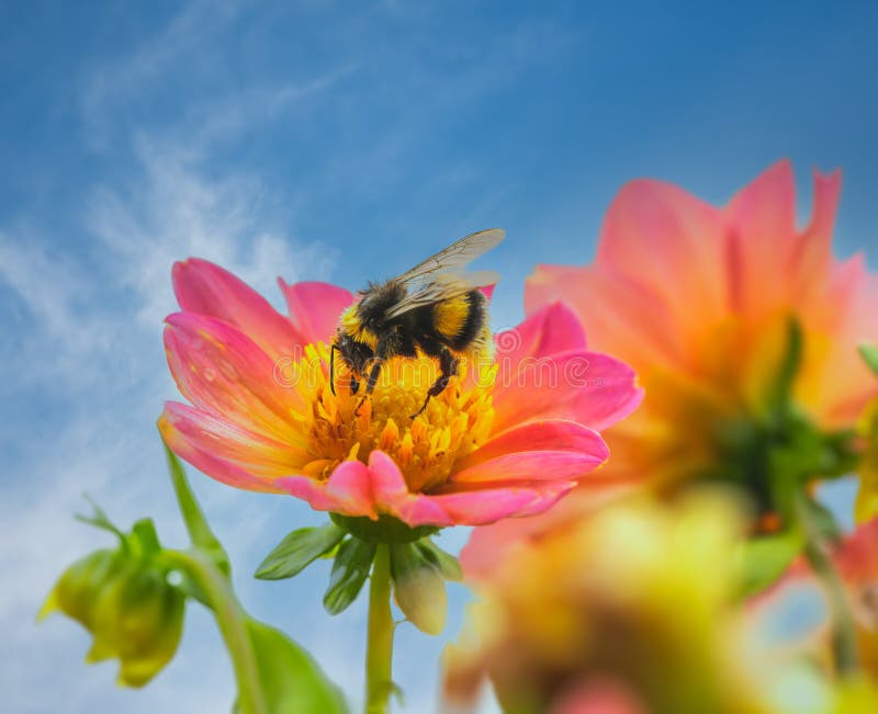 Bumblebee Pollinating at a Dahlia Flower Stock Image - Image of ...