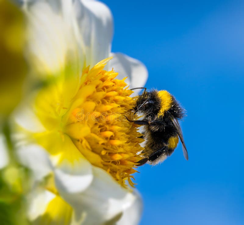 Bumblebee Pollinating a Mexican Sunflower Stock Image - Image of ...