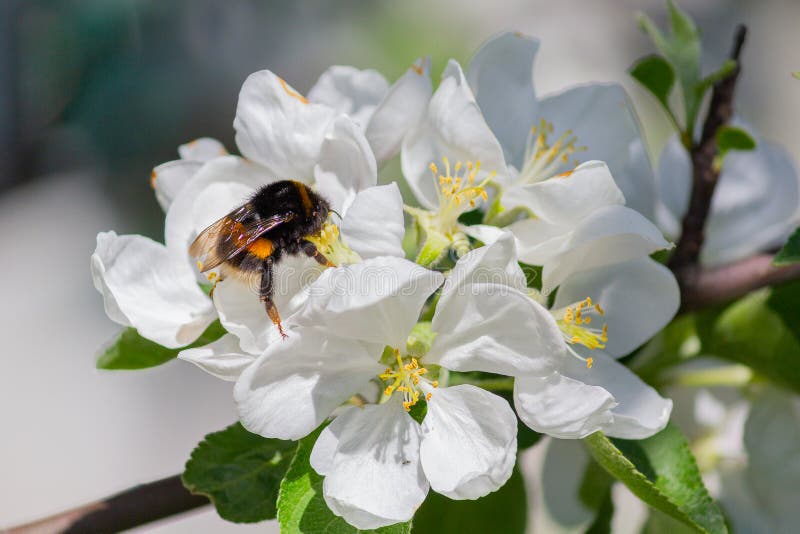 Bumblebee Pollinating a Flowering Apple Tree Closeup Stock Photo ...