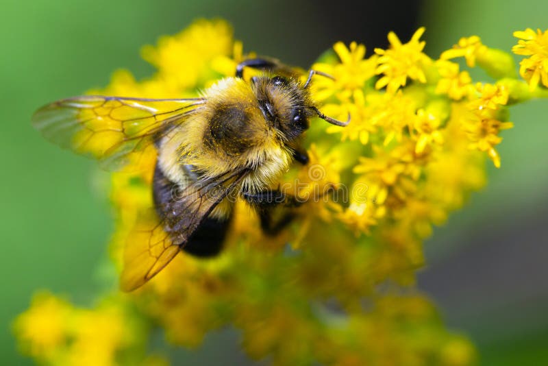 Bumblebee Pollinating Flowers Stock Photo - Image of apidae, garden ...
