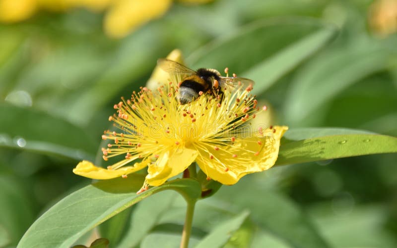 Bumblebee Pollinating Flowers Stock Photo - Image of horizontal, petal ...