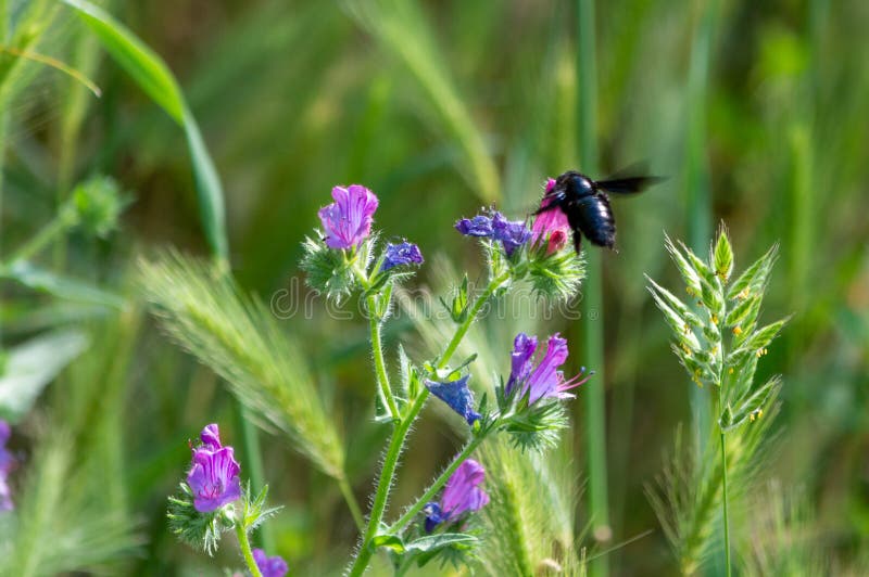 Bumblebee Pollinating a Flowers Stock Photo - Image of color, green ...