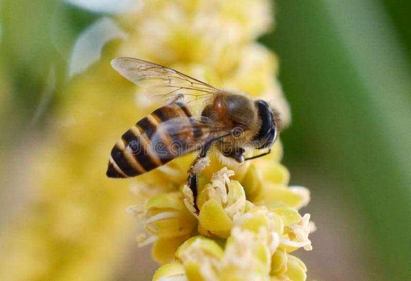 Flying Bee. stock photo. Image of feeler, background - 168879854