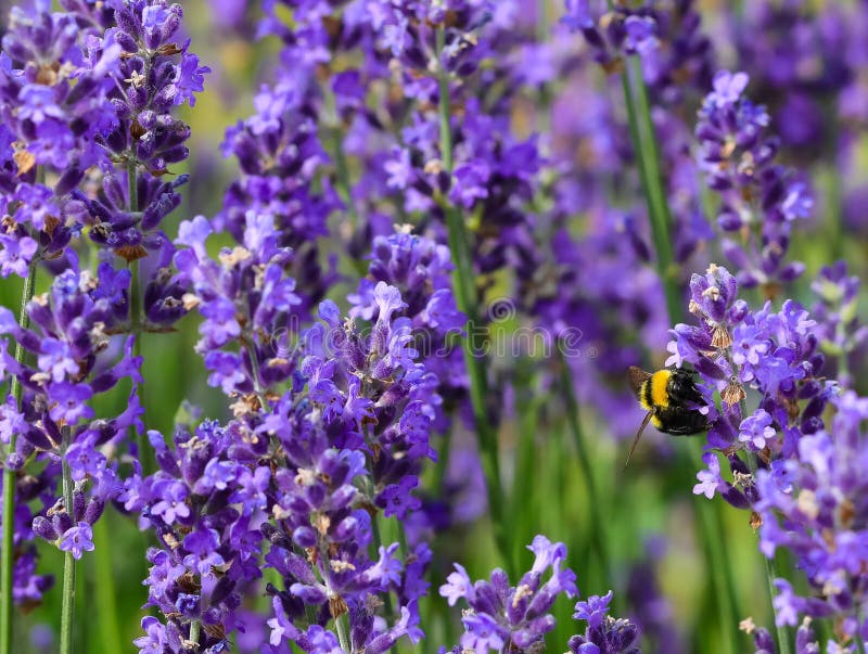 Bumblebee Pollinator Insect Flying Over Fragrant Lavender Flowers Stock ...