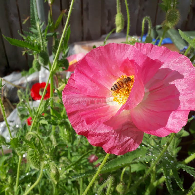 Bumblebee Over Pink Flanders Poppy Flower Stock Photo - Image of ...