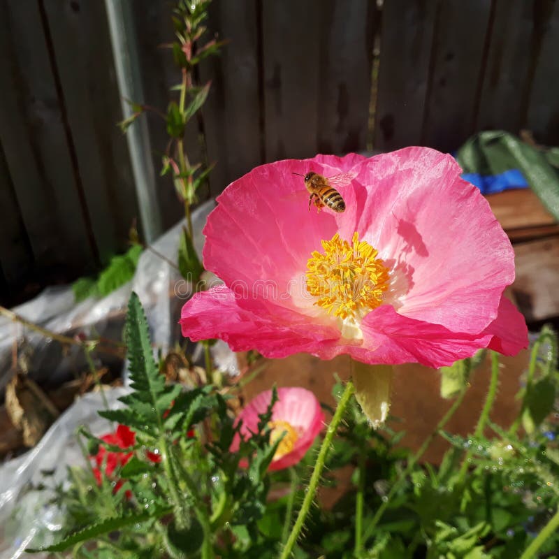Bumblebee Over Pink Flanders Poppy Flower 06 Stock Image - Image of ...