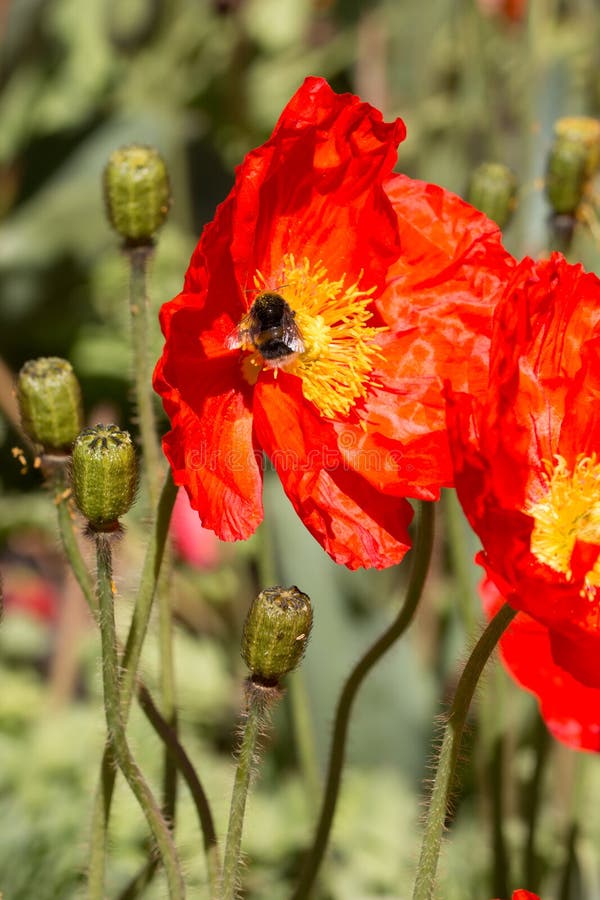 Bumblebee on a Poppy Flower Stock Image - Image of nectar, color: 63971881