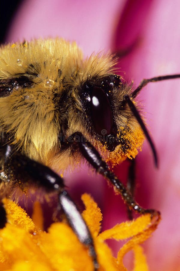 Bumblebee Portrait stock photo. Image of pollen, yellow - 27952428