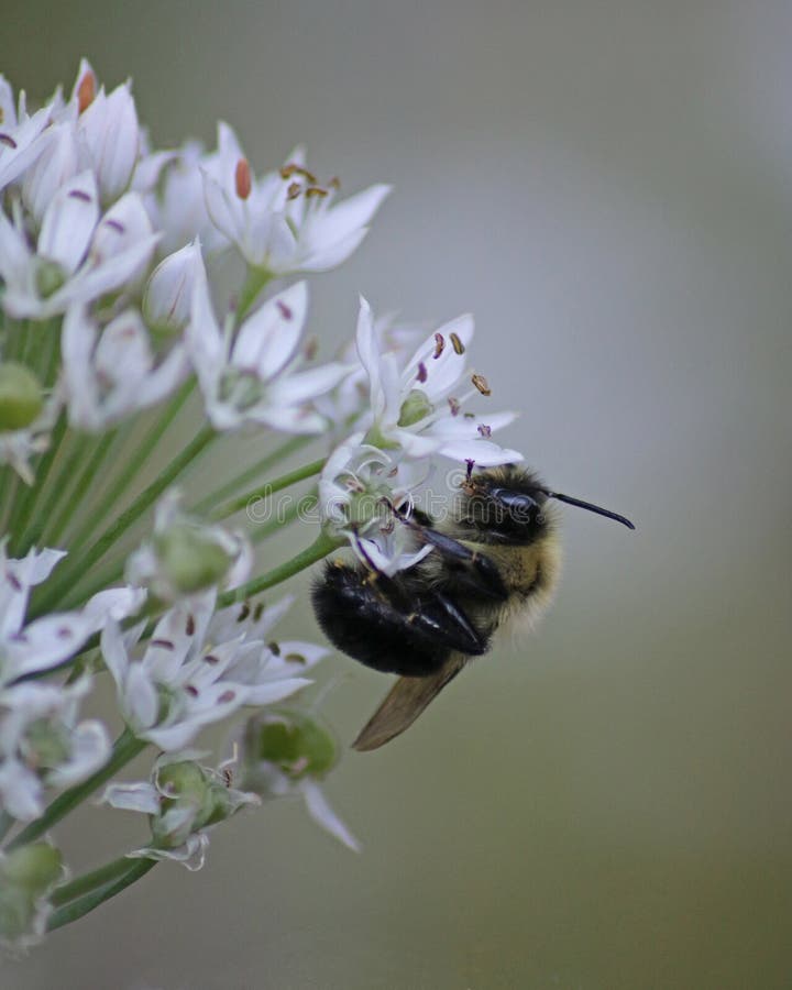 Bumblebee on a Star Thistle Close-up Stock Photo - Image of bumblebee ...