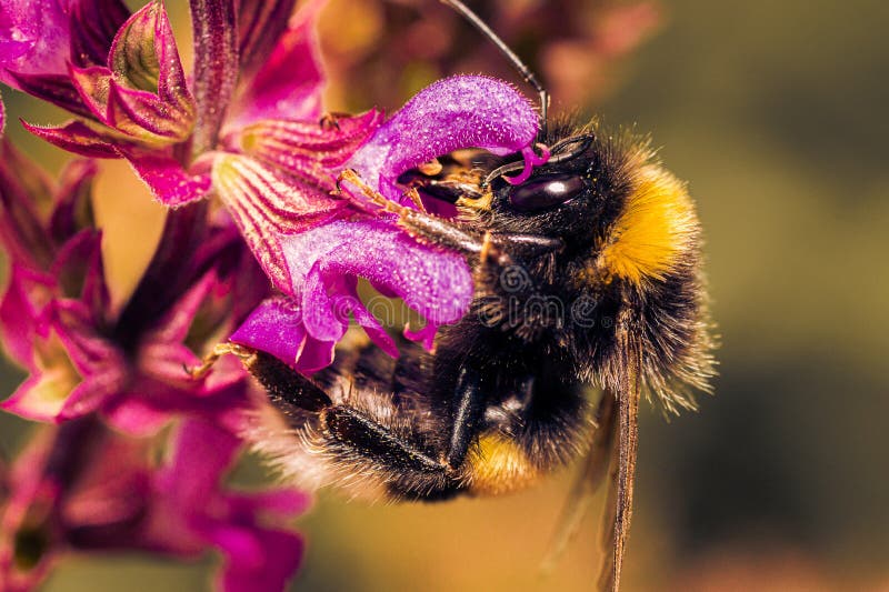 Bumblebee in profile stock photo. Image of outdoors - 187743134