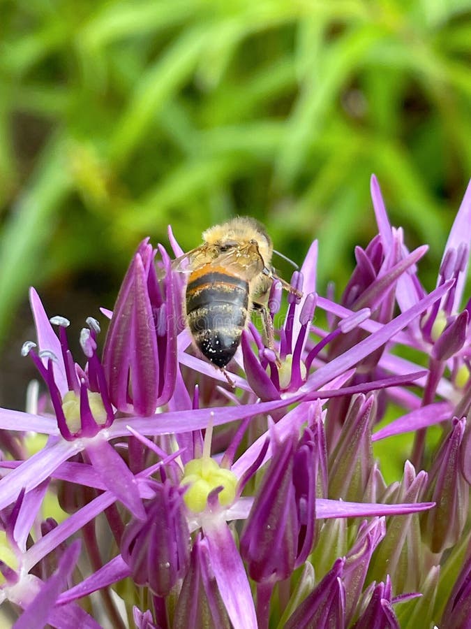 Bumblebee on Purple Flower 02 Stock Image - Image of bumblebee, onion ...