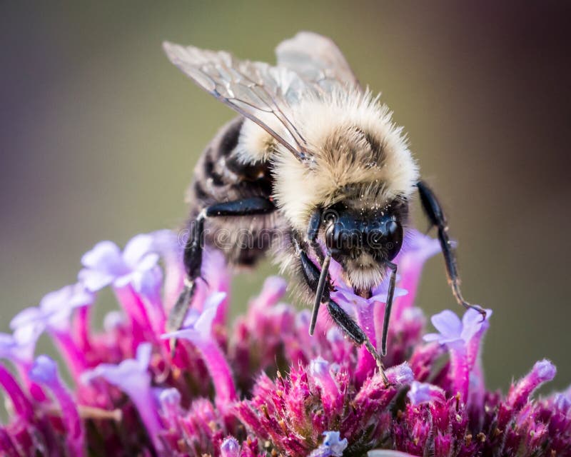 Bumblebee on Purple Flower stock image. Image of animal - 40271851
