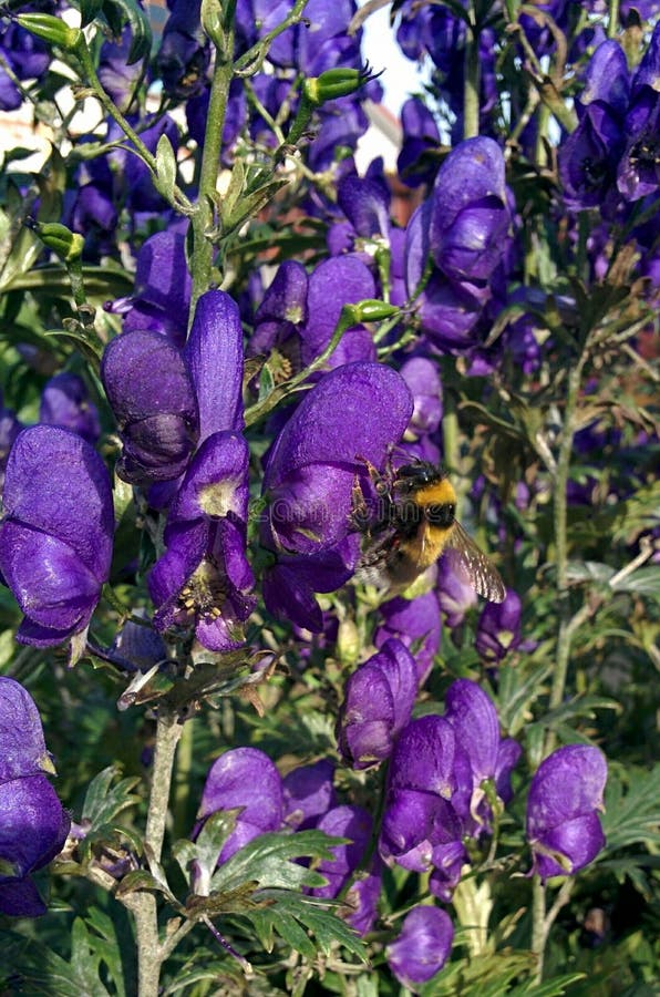 Bumblebee stock photo. Image of insect, nature, bumblebee - 98346830