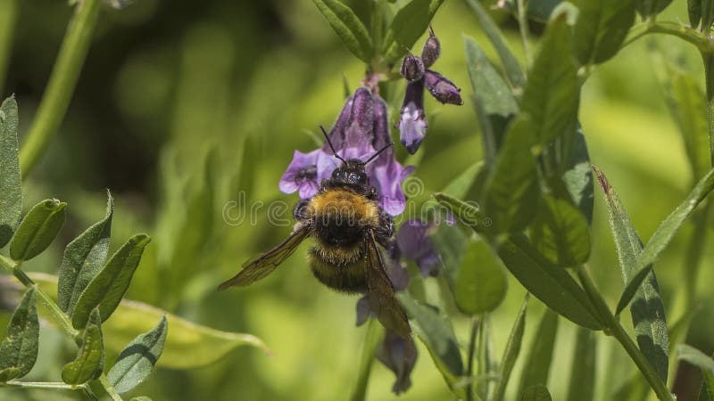 Bumblebee on Purple Flower stock photo. Image of bumblebee - 151920174