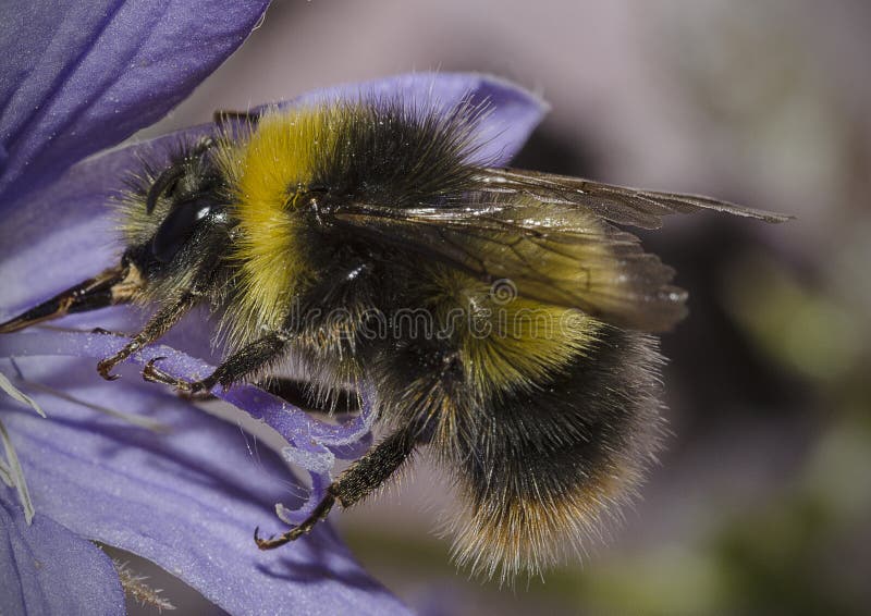 Bumblebee on purple flower stock photo. Image of macro - 94184052