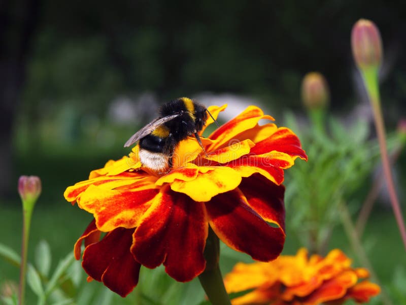 Bumblebee stock image. Image of colour, bitle, portrait - 30763755