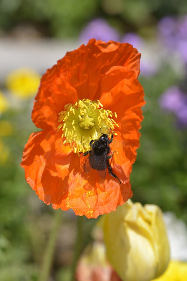Bumblebee on red poppy stock image. Image of ranunculaceae - 209667367