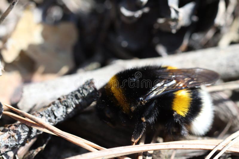 The bumblebee is resting. stock photo. Image of wings - 214934170