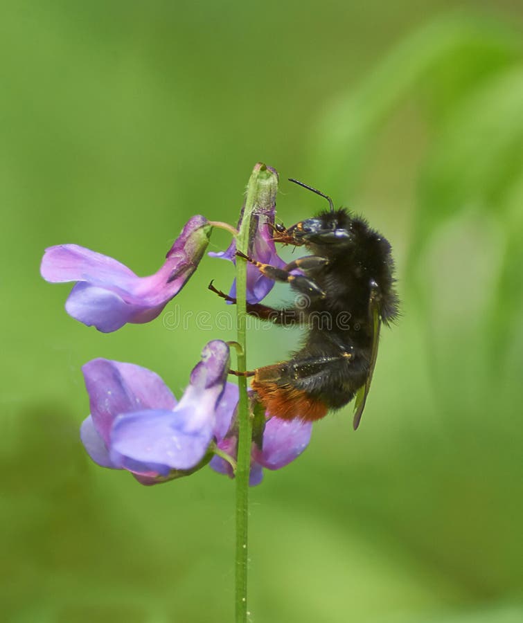 Bumblebee resting. stock photo. Image of petal, insect - 72645764