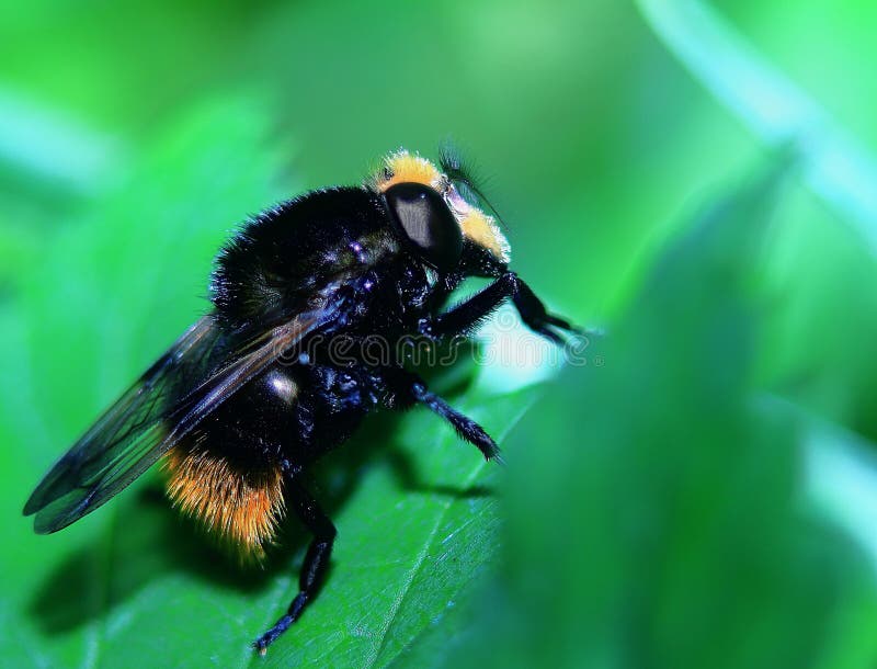 Bumblebee resting stock image. Image of leaf, landscape - 45955043