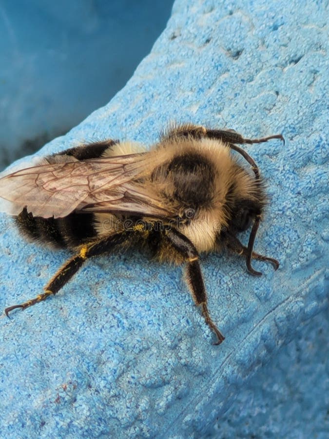 Bumblebee stock photo. Image of nature, resting, parkside - 230546408