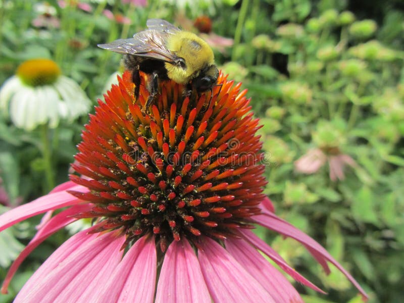 Bumblebee Resting on a Pink Flower. Stock Image - Image of bumblebee ...