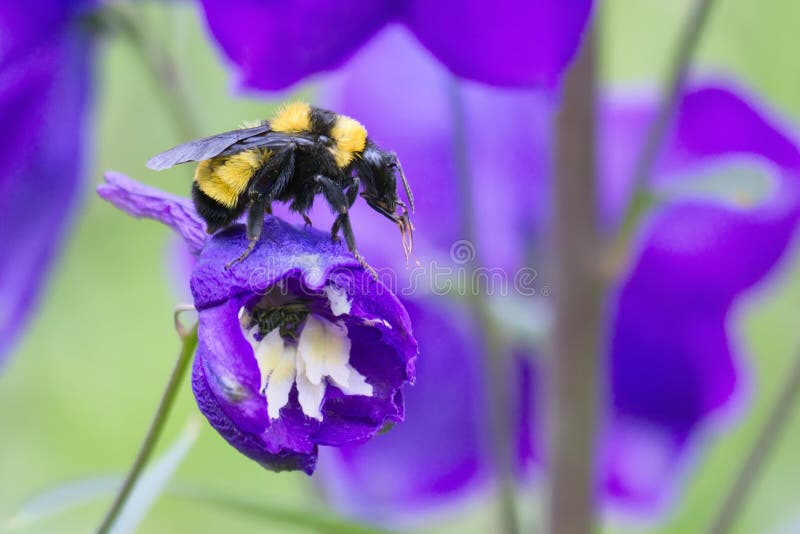 Bumblebee stock image. Image of green, flower, honey - 41464893