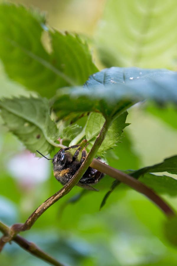 Bumblebee Resting Under a Leaf 3 Stock Photo - Image of invertebrate ...