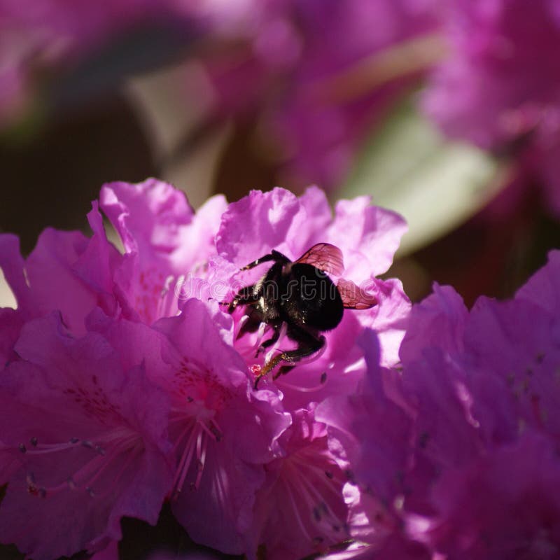 Bumblebee stock photo. Image of collecting, round, bumblebee - 92128858