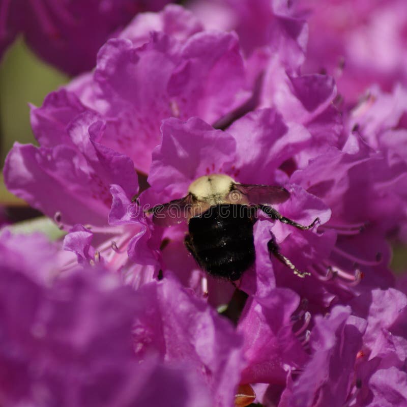 Bumblebee stock image. Image of insect, spring, flora - 92128859