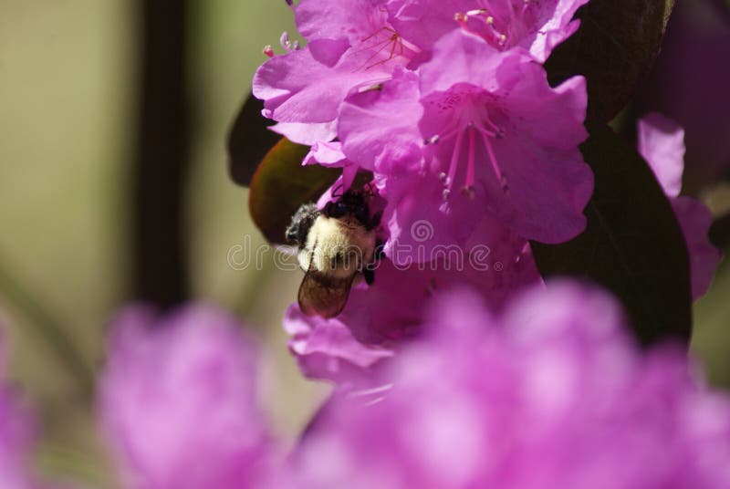 Bumblebee stock image. Image of petal, nectar, round - 92128937