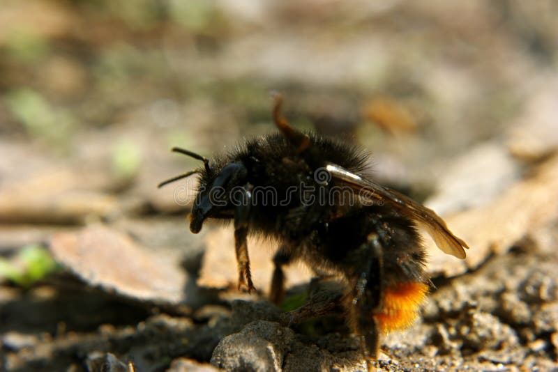 Bumblebee says good bye stock photo. Image of rock, happy - 84586870