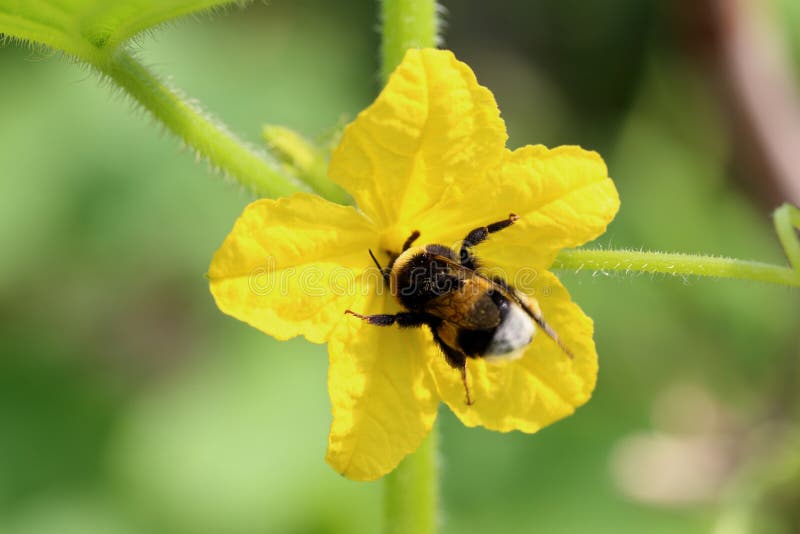 Bumblebee stock photo. Image of summer, insect, flowering - 35246768