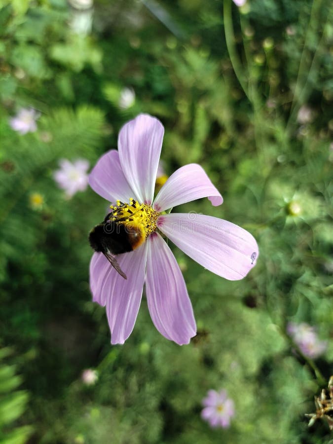 A Bumblebee Sits on a Pink Flower and Collects Nectar. Side View ...