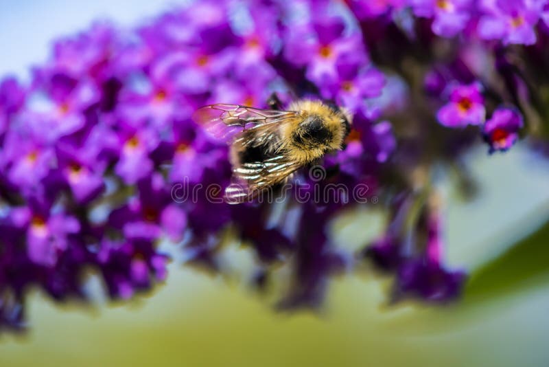 161 Top View Bumblebee Stock Photos - Free & Royalty-Free Stock Photos ...