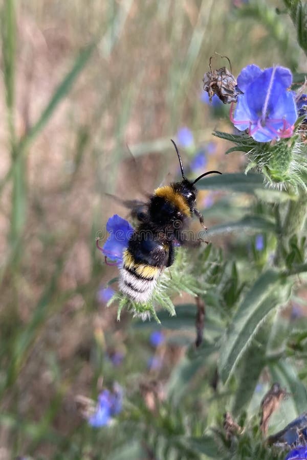 Bumblebee Sitting on Echium Vulgare Close Up Stock Image - Image of ...