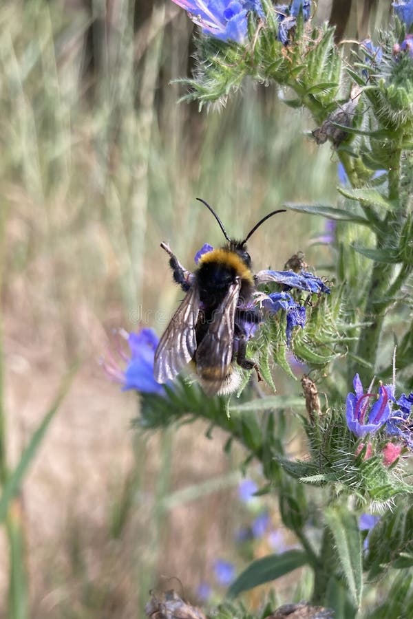 Bumblebee Sitting on Echium Vulgare Close Up Stock Photo - Image of ...