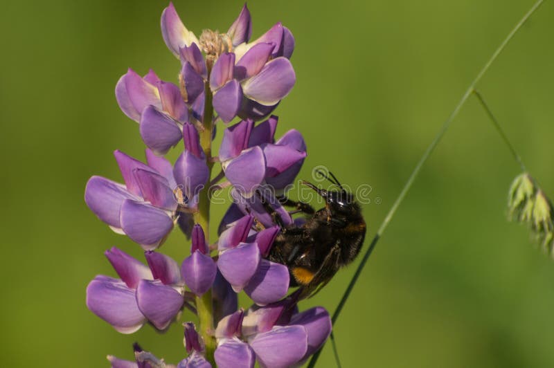A Bumblebee Sitting on a Lupine Flower Stock Image - Image of blossom, blossoming: 283570179