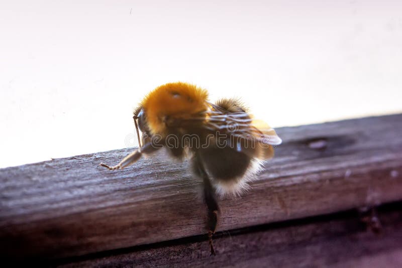 Bumblebee. a Window with a Wooden Frame. Stock Photo - Image of honey ...