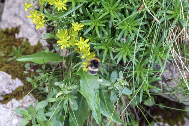 .bumblebee on Small Yellow Flowers of a Flower Stock Photo - Image of ...