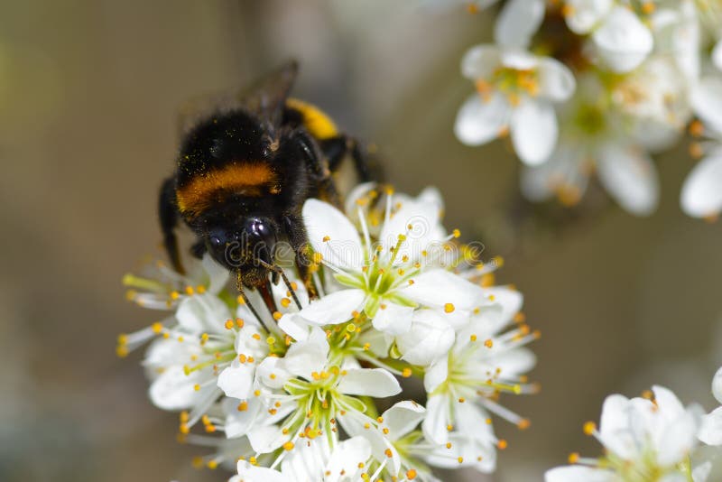 Bumblebee in spring stock photo. Image of garden, bumblebee - 125077806