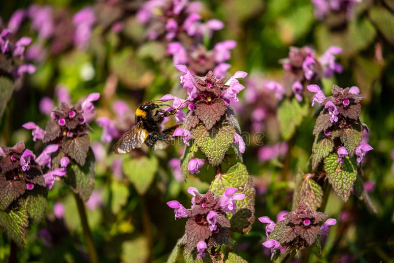 Bumblebee at a Spring Flower Stock Photo - Image of pink, lavender ...