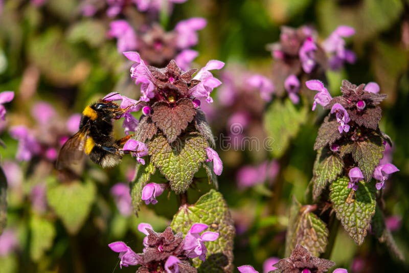 Bumblebee at a Spring Flower Stock Image - Image of leaves, flower ...