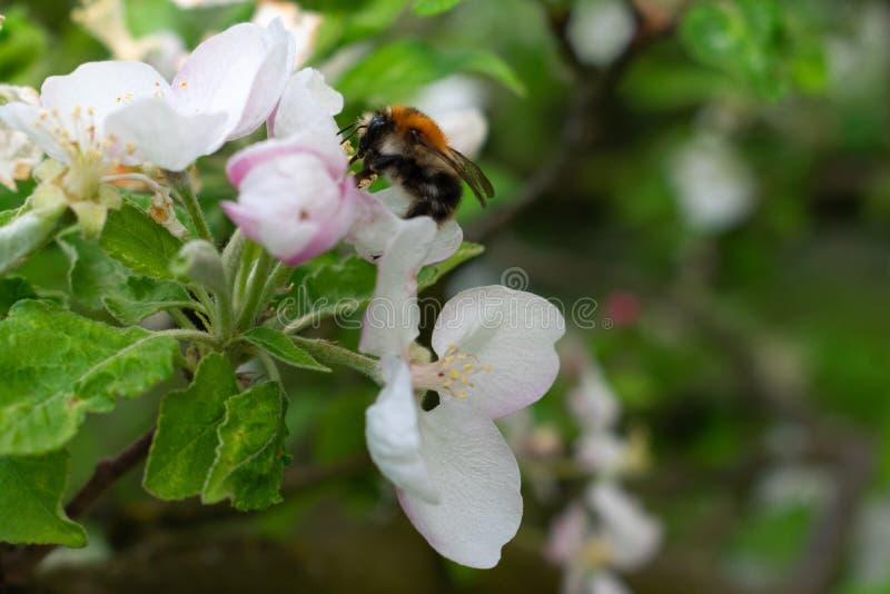 Bumblebee stock image. Image of leaves, branch, beauty - 181288709