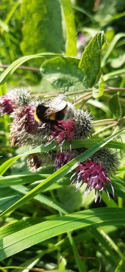 Bumblebee stock photo. Image of forest, bumblebee, earth - 160091514