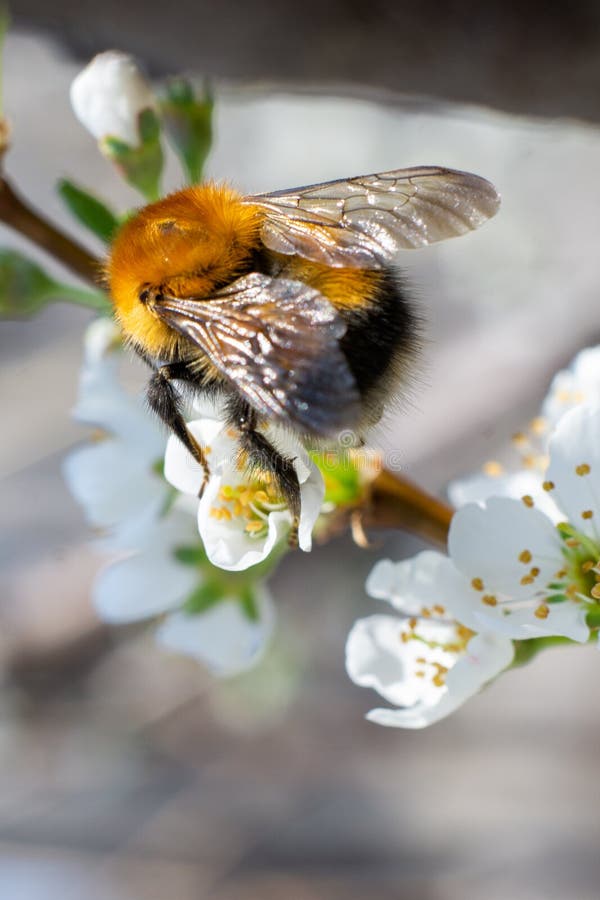 Bumblebee on a tree branch stock photo. Image of spring - 180785110