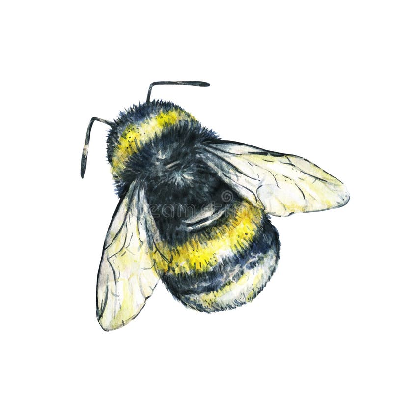 Bumblebee on a White Background. Watercolor Drawing. Insects Art ...
