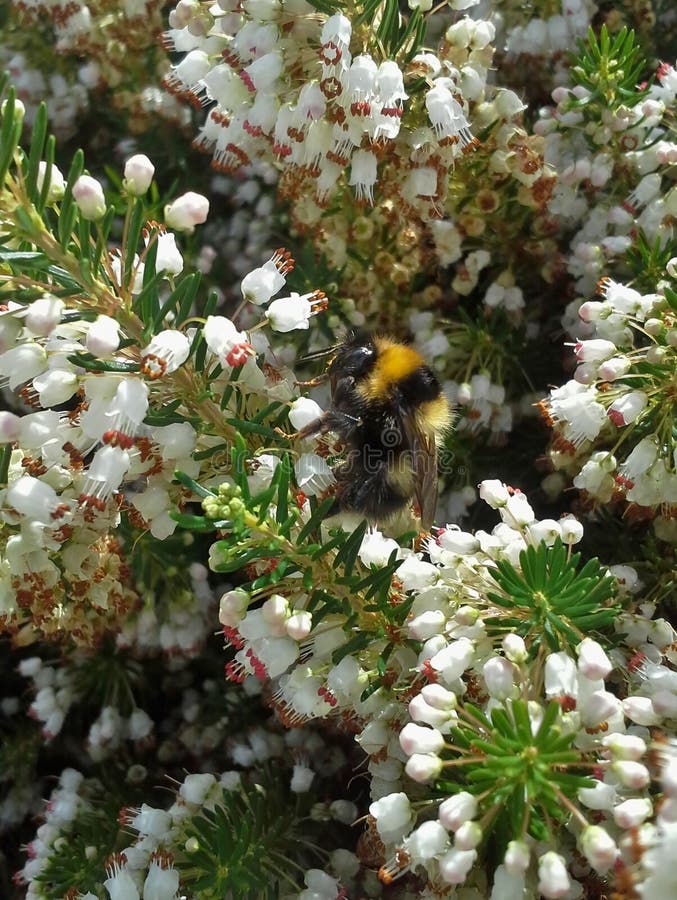 Bumblebee on White Heather 6 Stock Image - Image of heather, arthropod ...