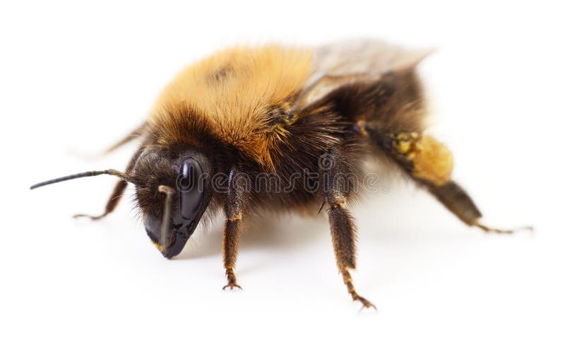 Bumblebee on white. stock image. Image of animals, wildlife - 70124533
